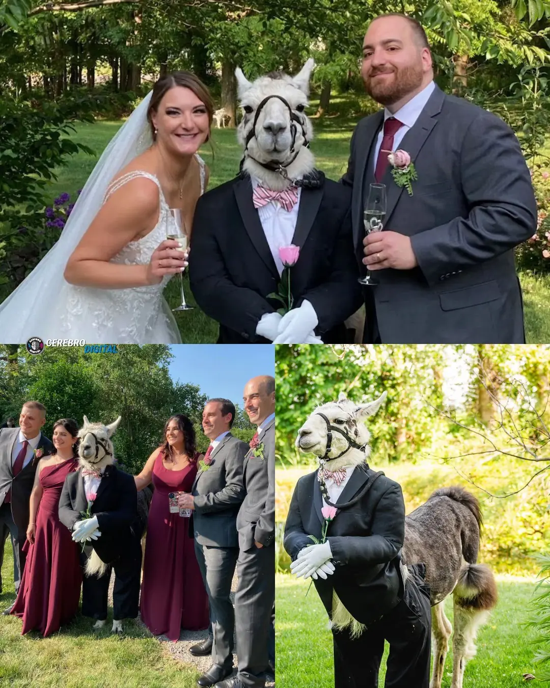 Una Llama es Elegida como Padrino en una Boda y se Roba el Corazón de ...