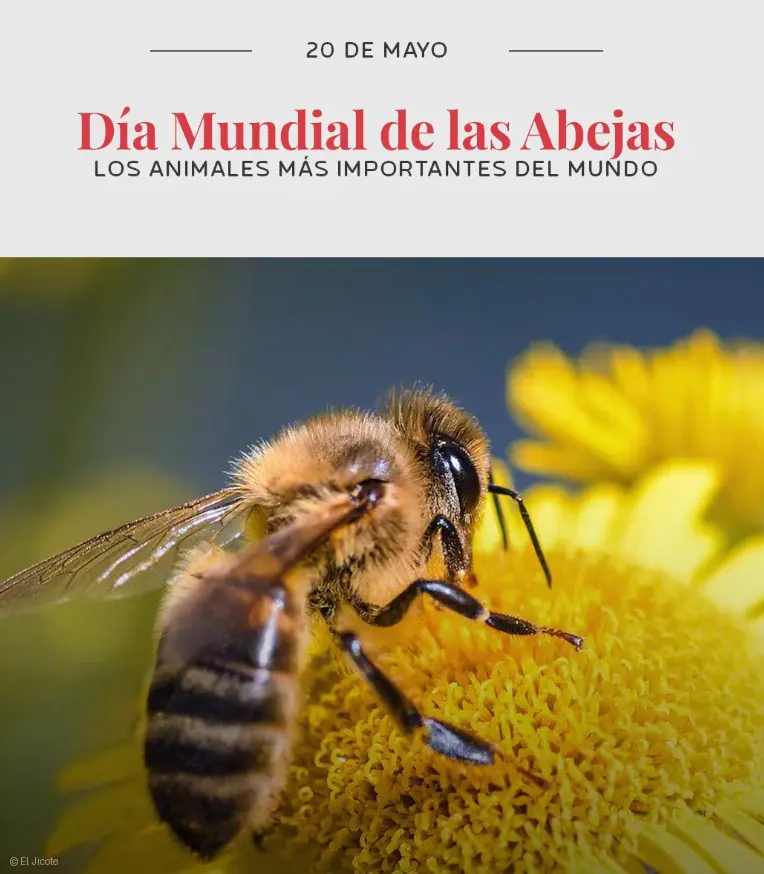 20 de mayo – Día Mundial de las Abejas – Periodico El Jicote Semanal