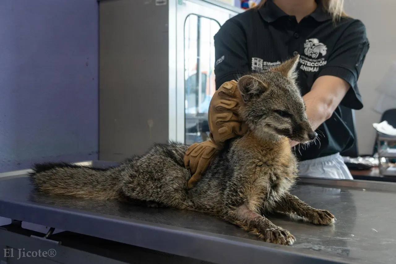 IMPA El Marqués rehabilita fauna silvestre y prepara liberación de ...